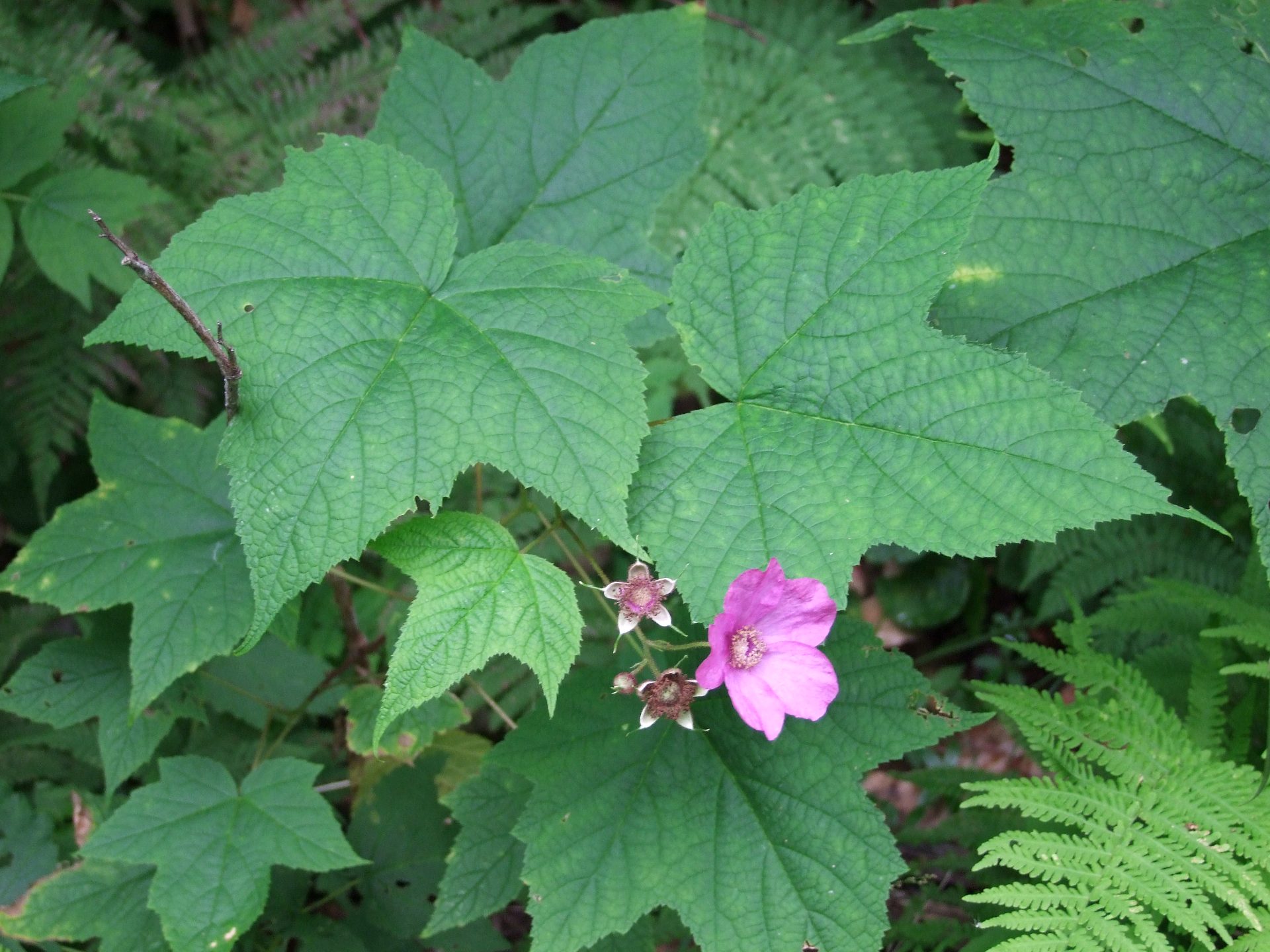 Adirondack Hikes August 2008